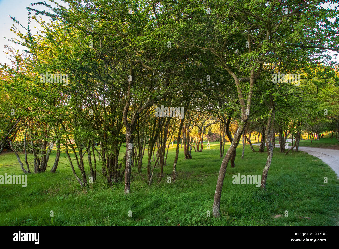 Forming a path hi-res stock photography and images - Alamy
