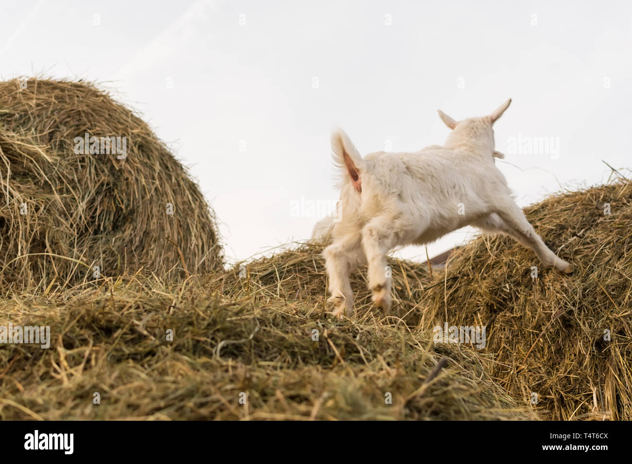 Baby goat jumping hi-res stock photography and images - Alamy