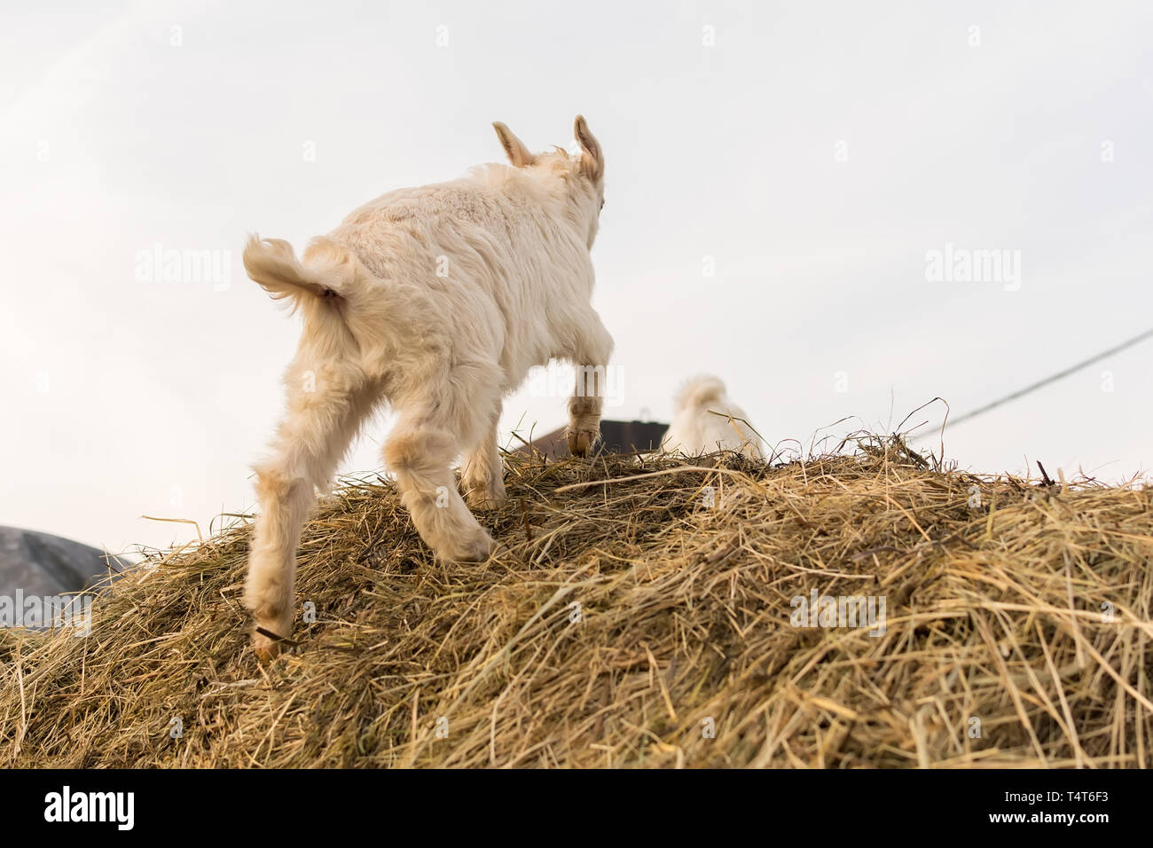Little haystack hi-res stock photography and images - Alamy