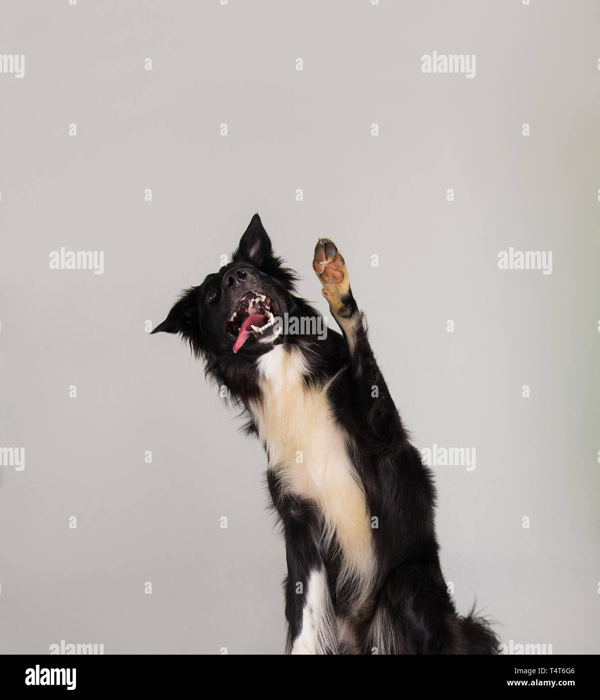 Raising Paws High Resolution Stock Photography and Images - Alamy