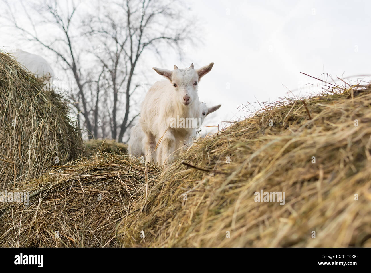 High haystack hi-res stock photography and images - Alamy
