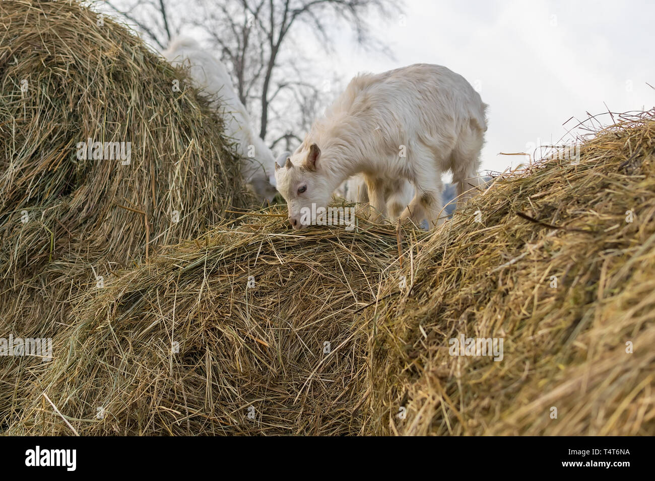 Domestic animals sheep goats eat hi-res stock photography and images ...