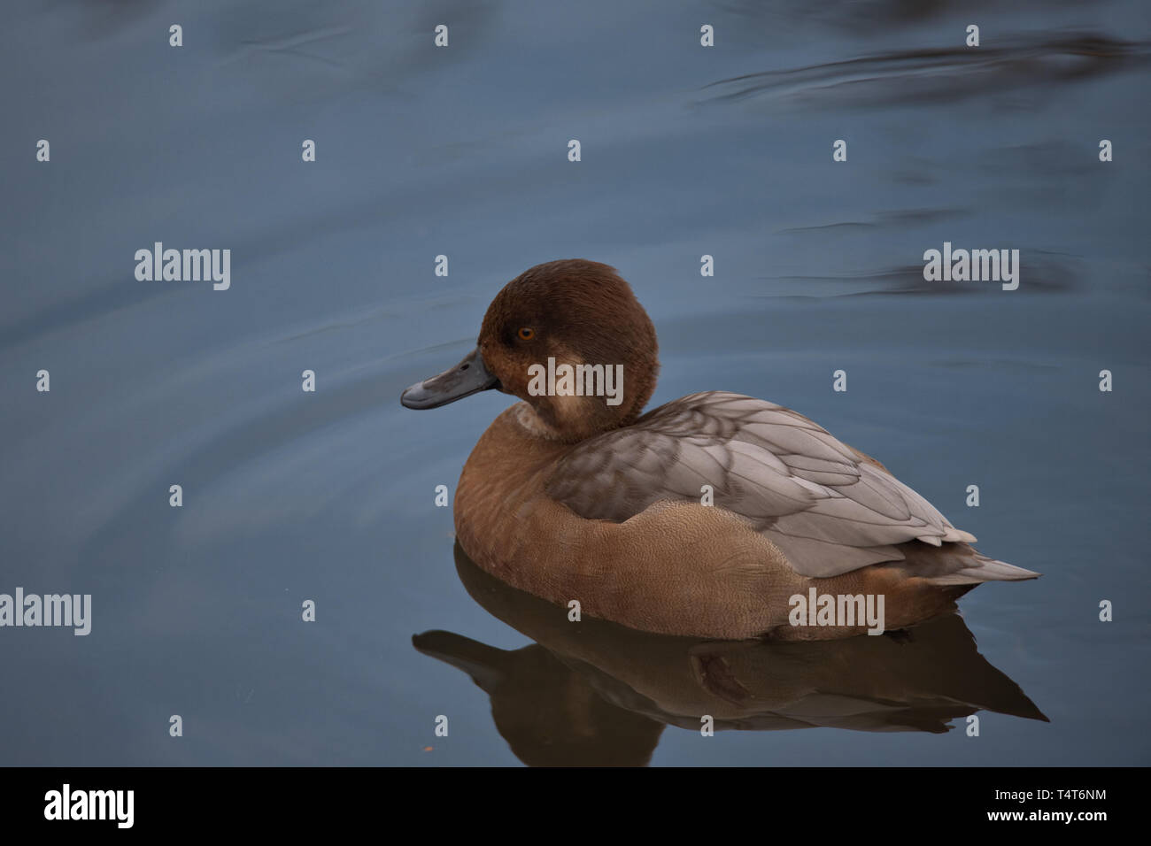 Female common pochard duck ferina hi-res stock photography and images ...