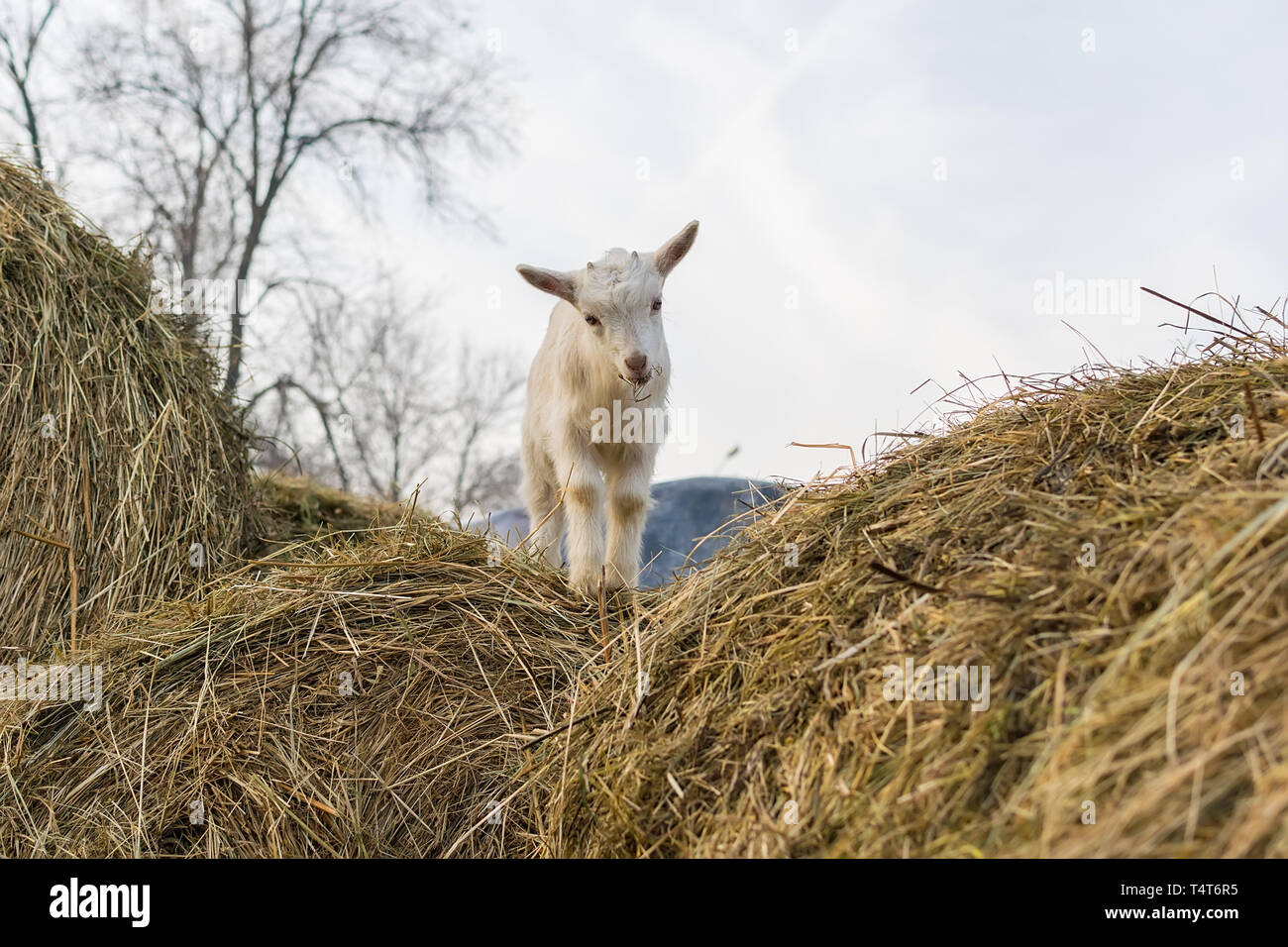 Little haystack hi-res stock photography and images - Alamy