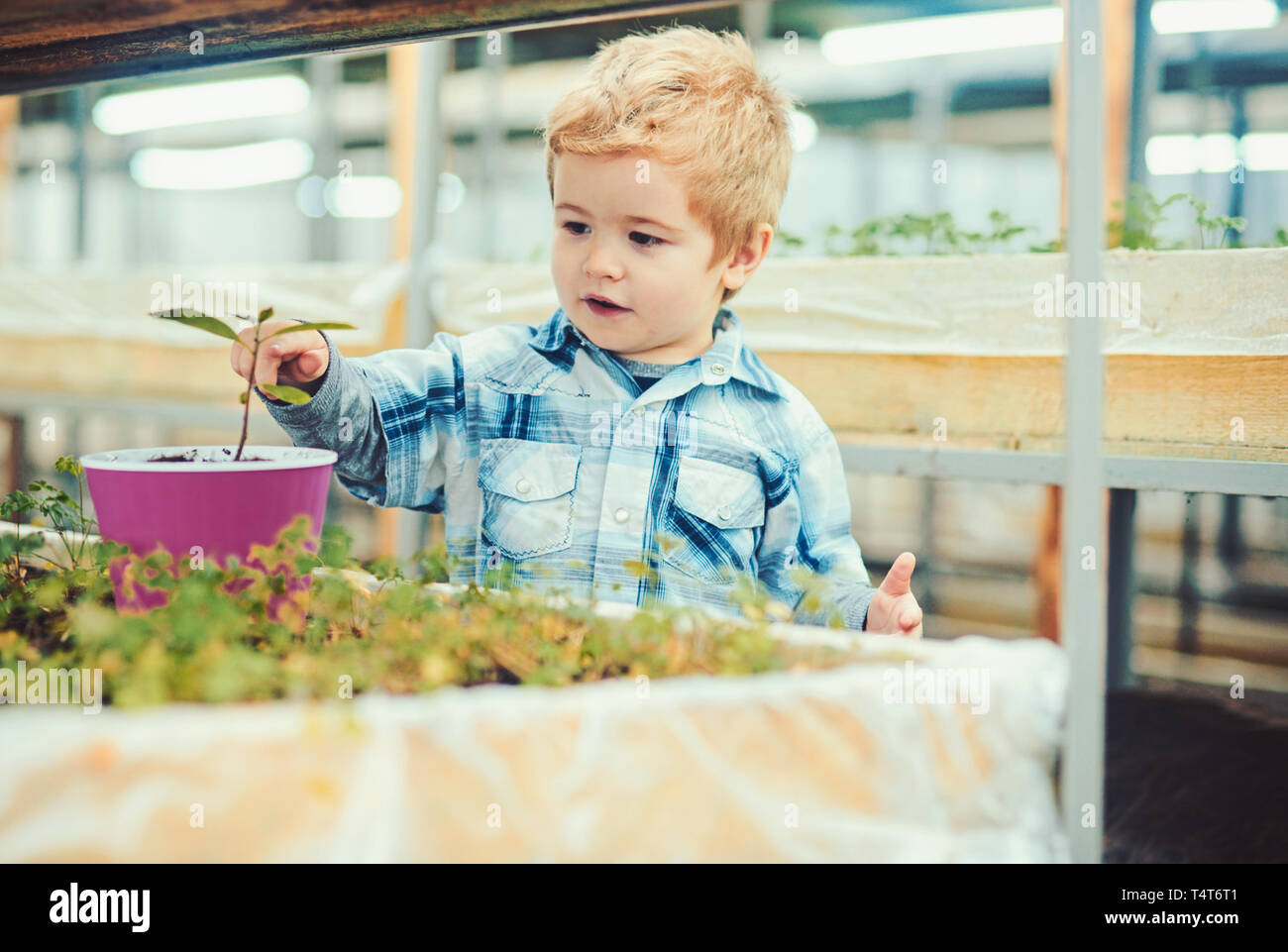 Little blond boy planting flower in pink pot. Fun time at greenhouse ...