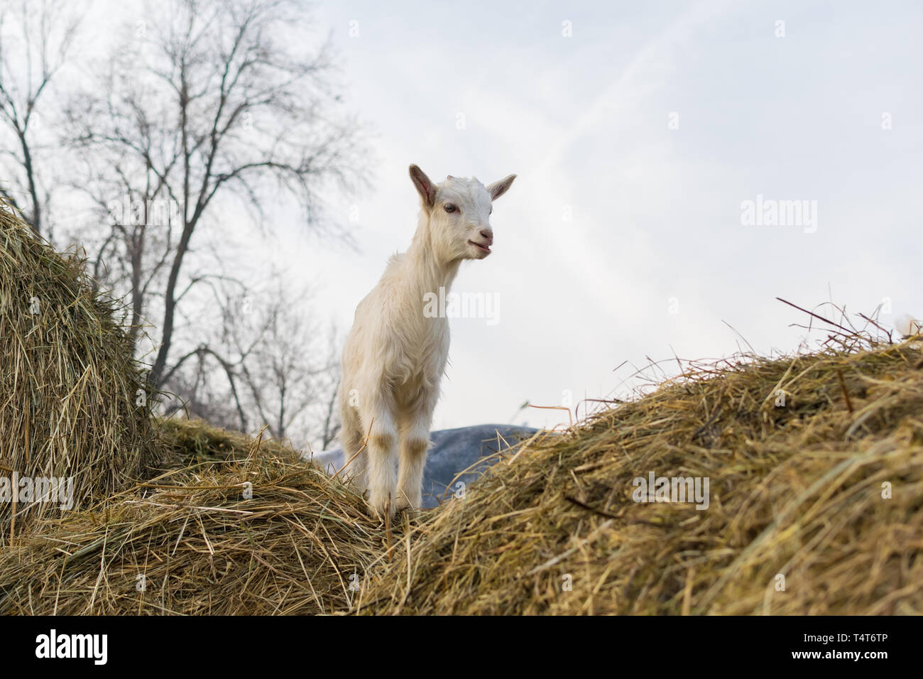 Little haystack hi-res stock photography and images - Alamy