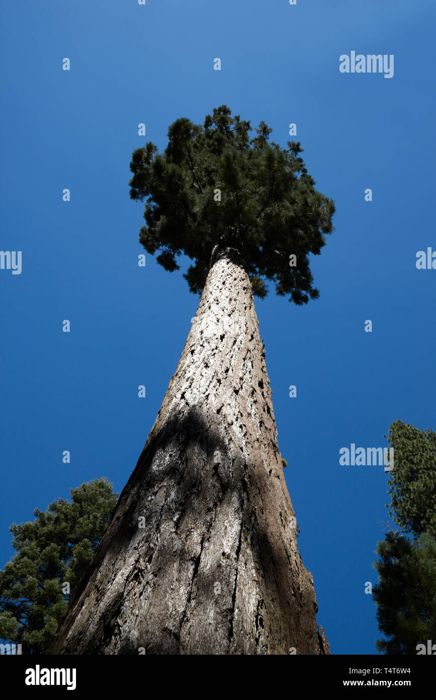 Mariposa grove big trees hi-res stock photography and images - Alamy