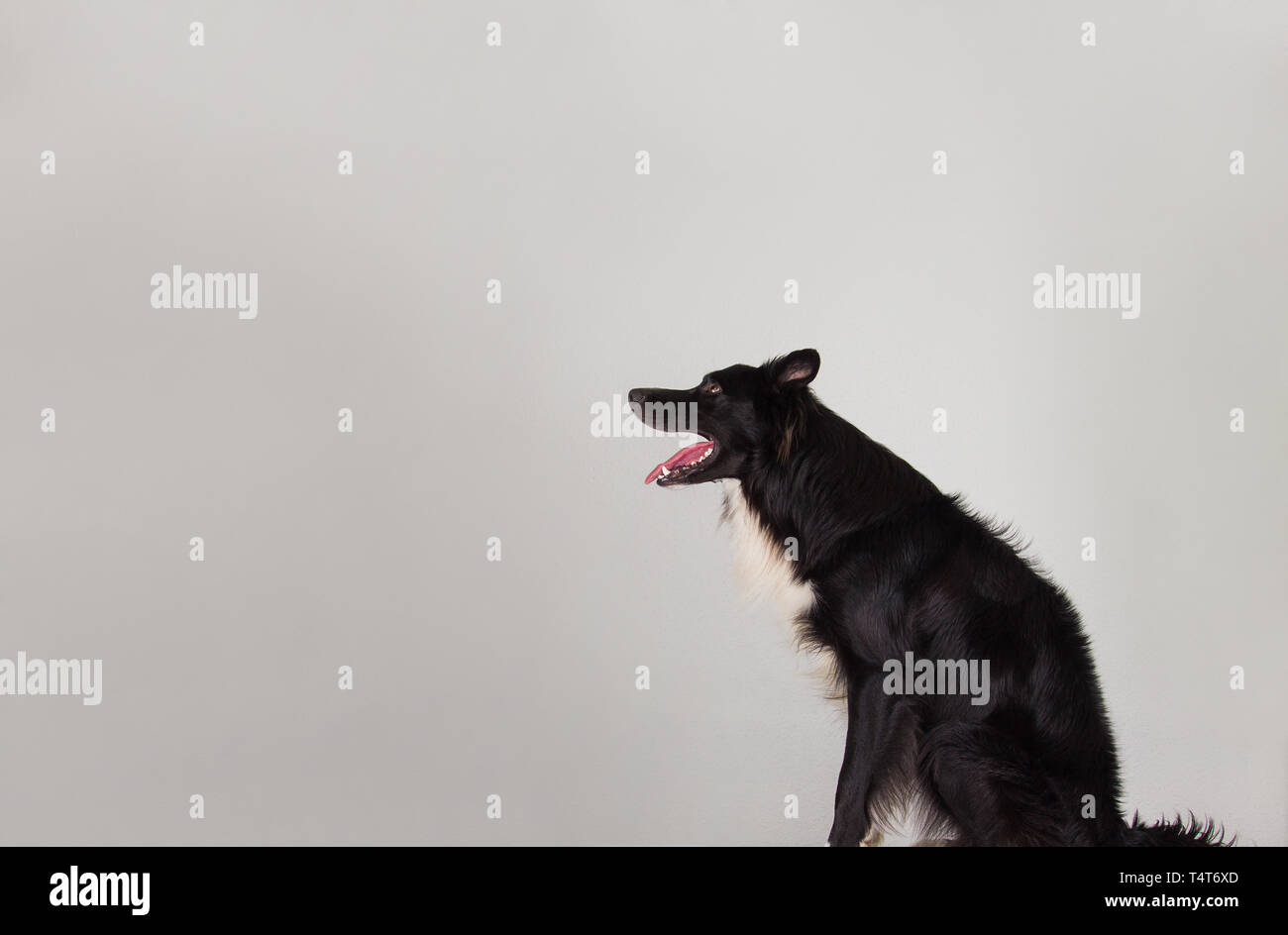 Border collie side view hi-res stock photography and images - Alamy