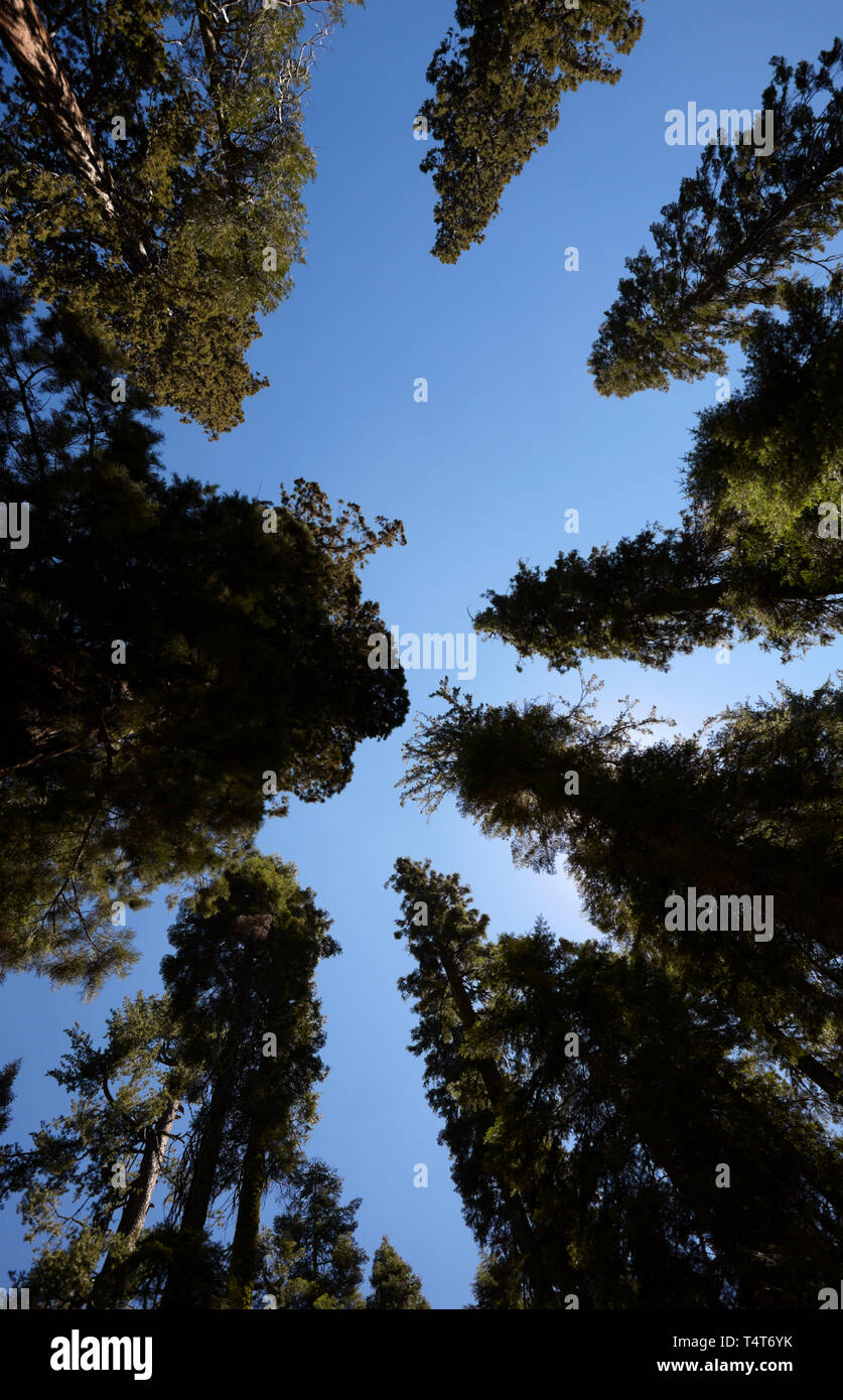 Mariposa grove redwood trees hi-res stock photography and images - Alamy