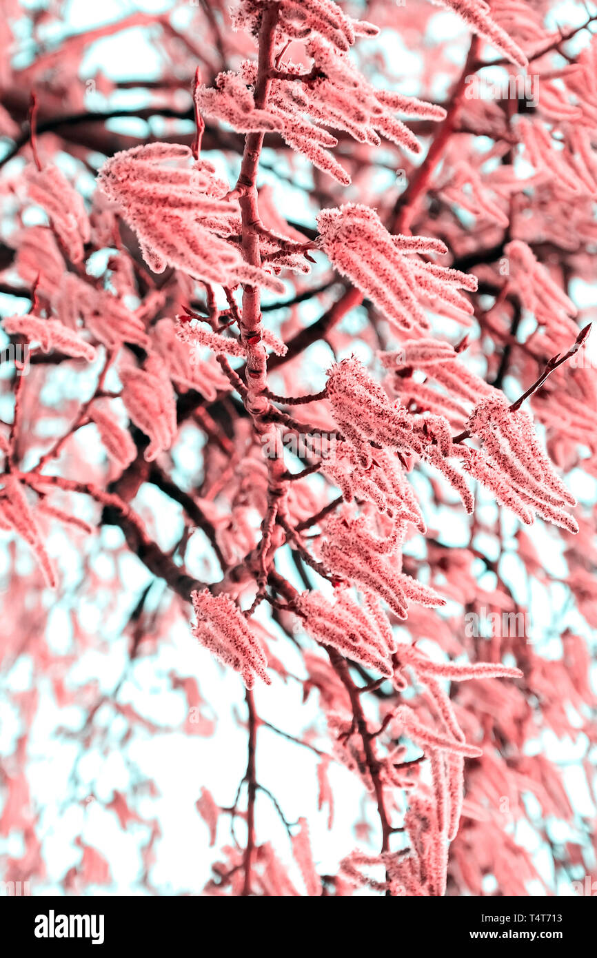 Flowering branches of the aspen tree with earrings in early spring ...