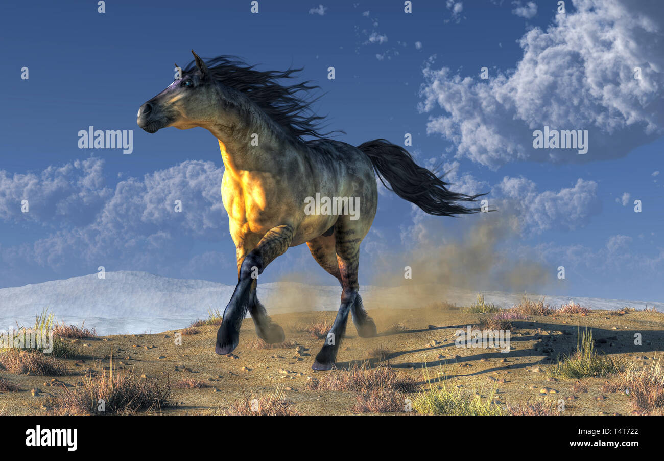 Kiger mustang horse hi-res stock photography and images - Alamy