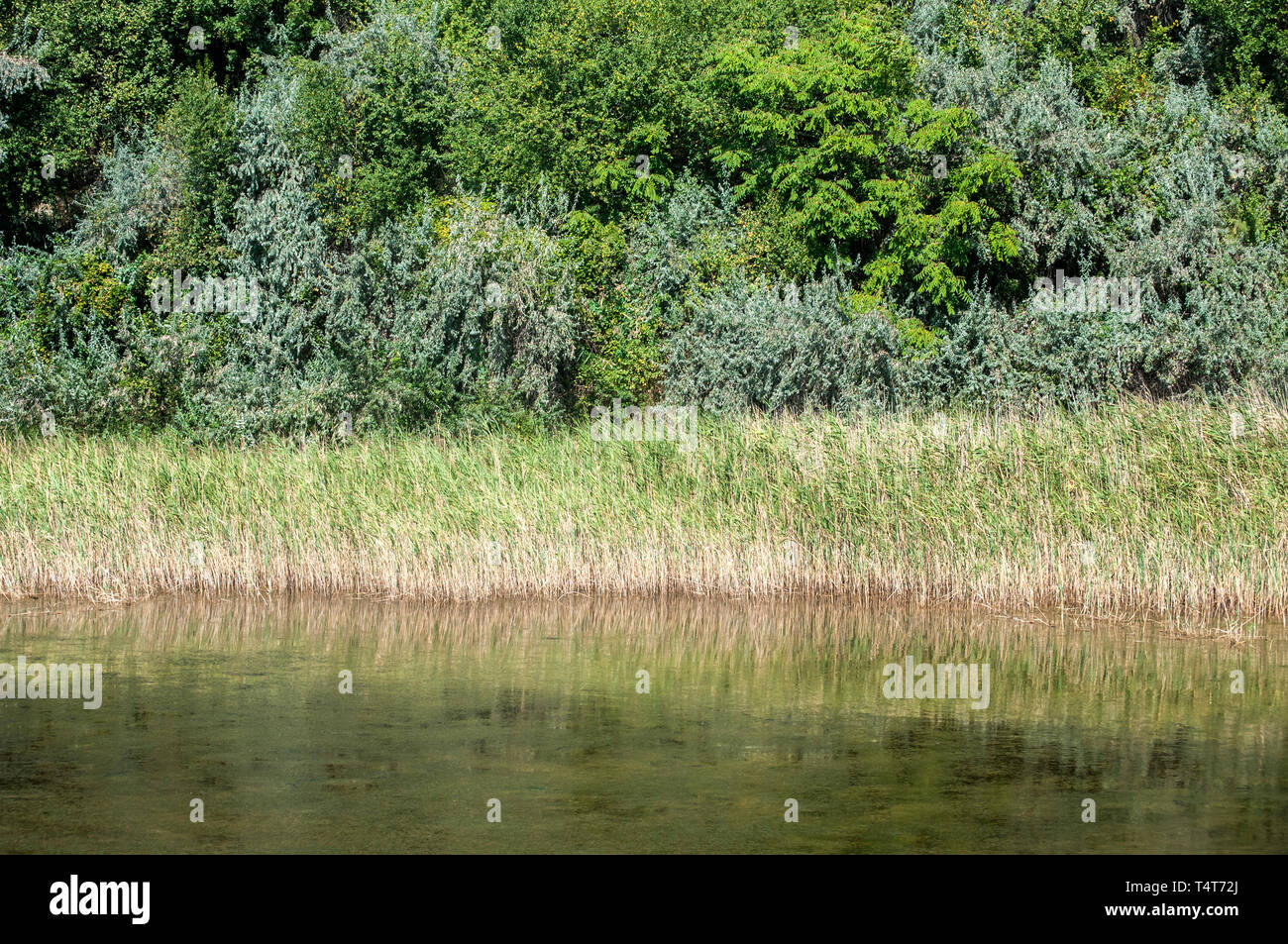 Detail of coastal swamp with greenery vegetation and green waters ...