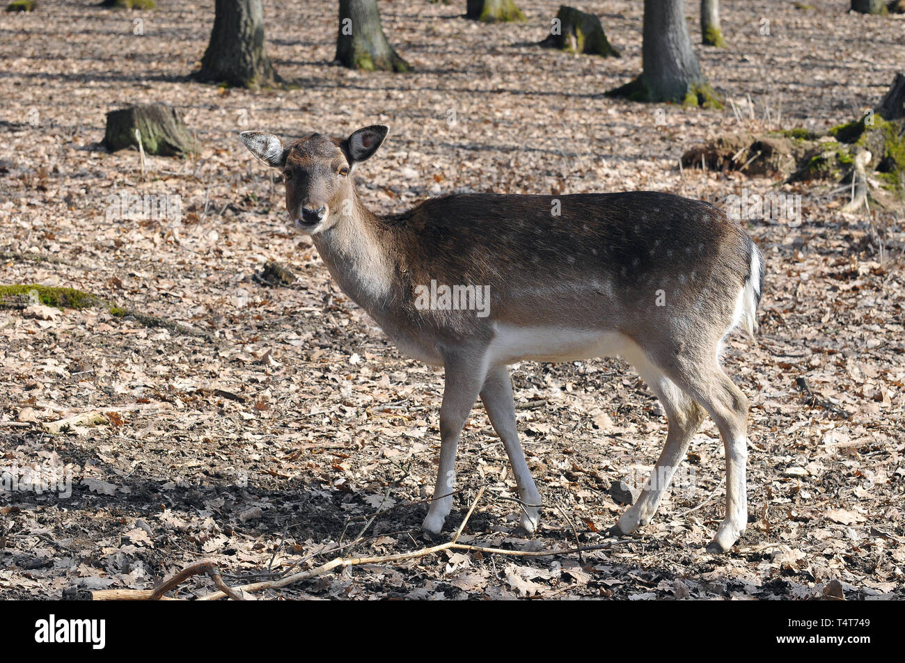 Damhirsch dam hirsch damwild dama dama hi-res stock photography and ...