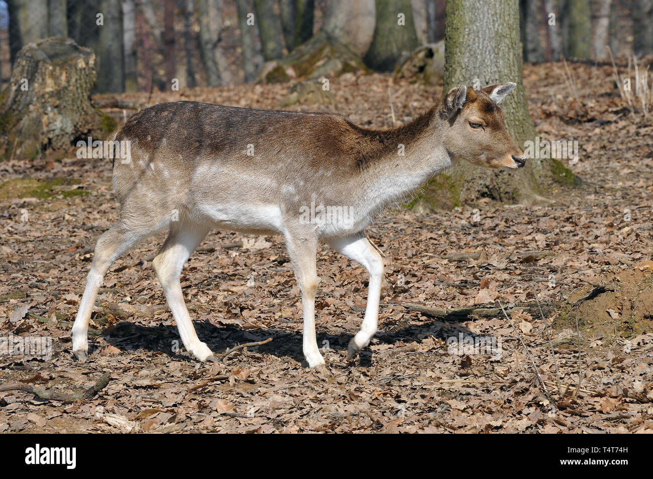 Damhirsch dam hirsch damwild dama dama hi-res stock photography and ...
