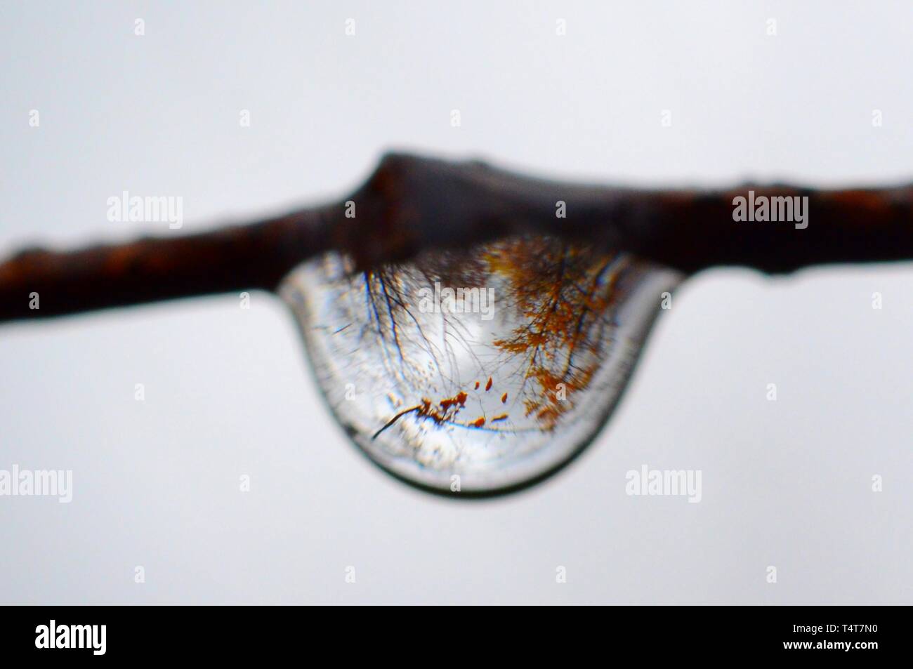Water drop on a branch with reflected forest inside Stock Photo - Alamy