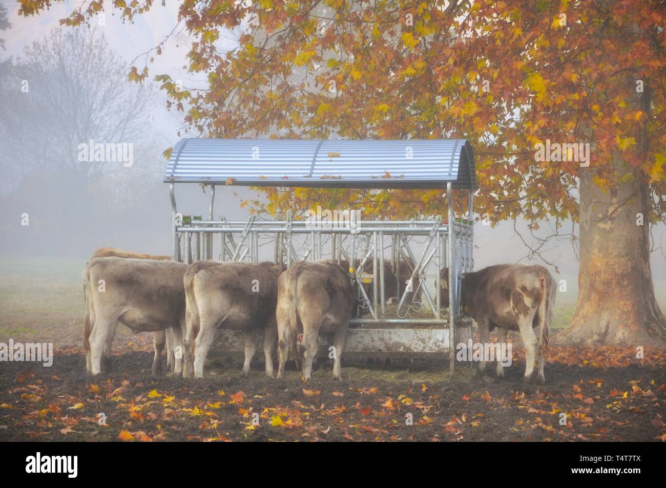 Eating under a tree hi-res stock photography and images - Alamy