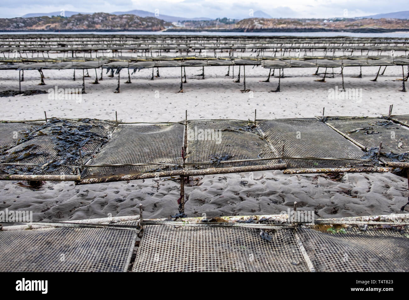 Oyster farming and oyster traps, floating mesh bags by Carrickfinn in ...