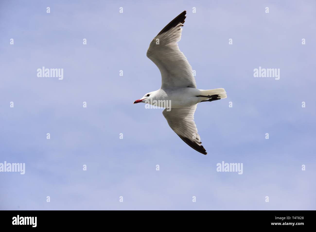 Laridae hi-res stock photography and images - Alamy