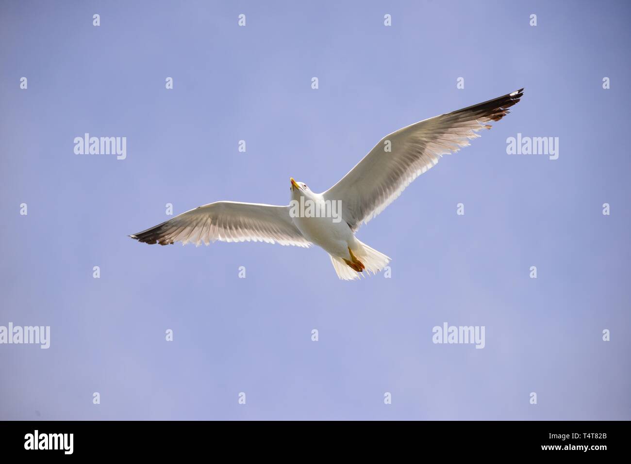Laridae hi-res stock photography and images - Alamy