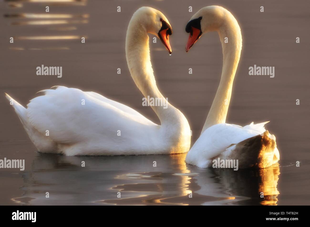 Two swans making heart hi-res stock photography and images - Alamy