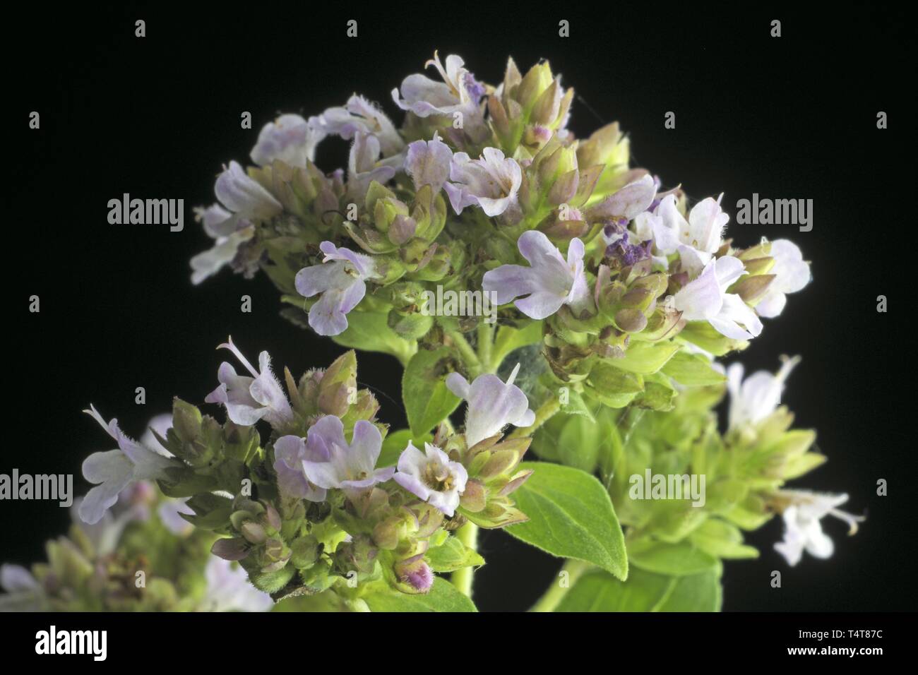 Common origanum origanum vulgare hi-res stock photography and images ...
