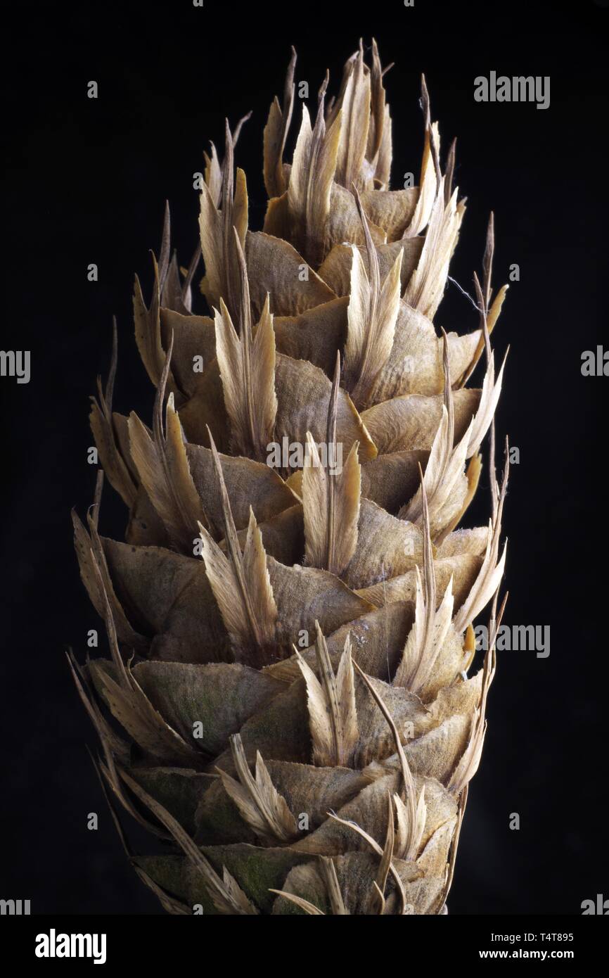 Cone douglas fir pseudotsuga menziesii hi-res stock photography and ...