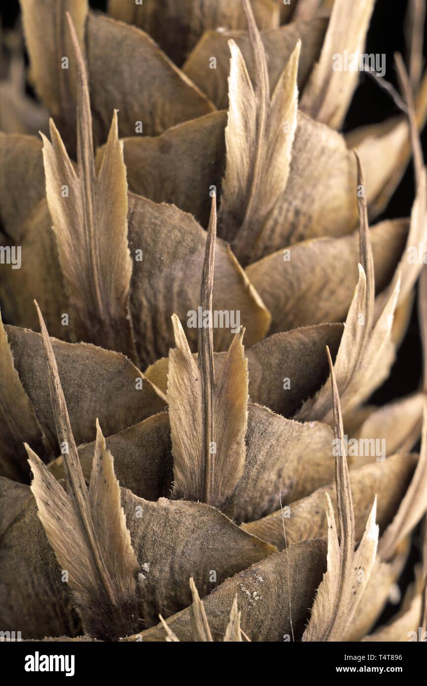 Cone of a Pseudotsuga menziesii Stock Photo - Alamy