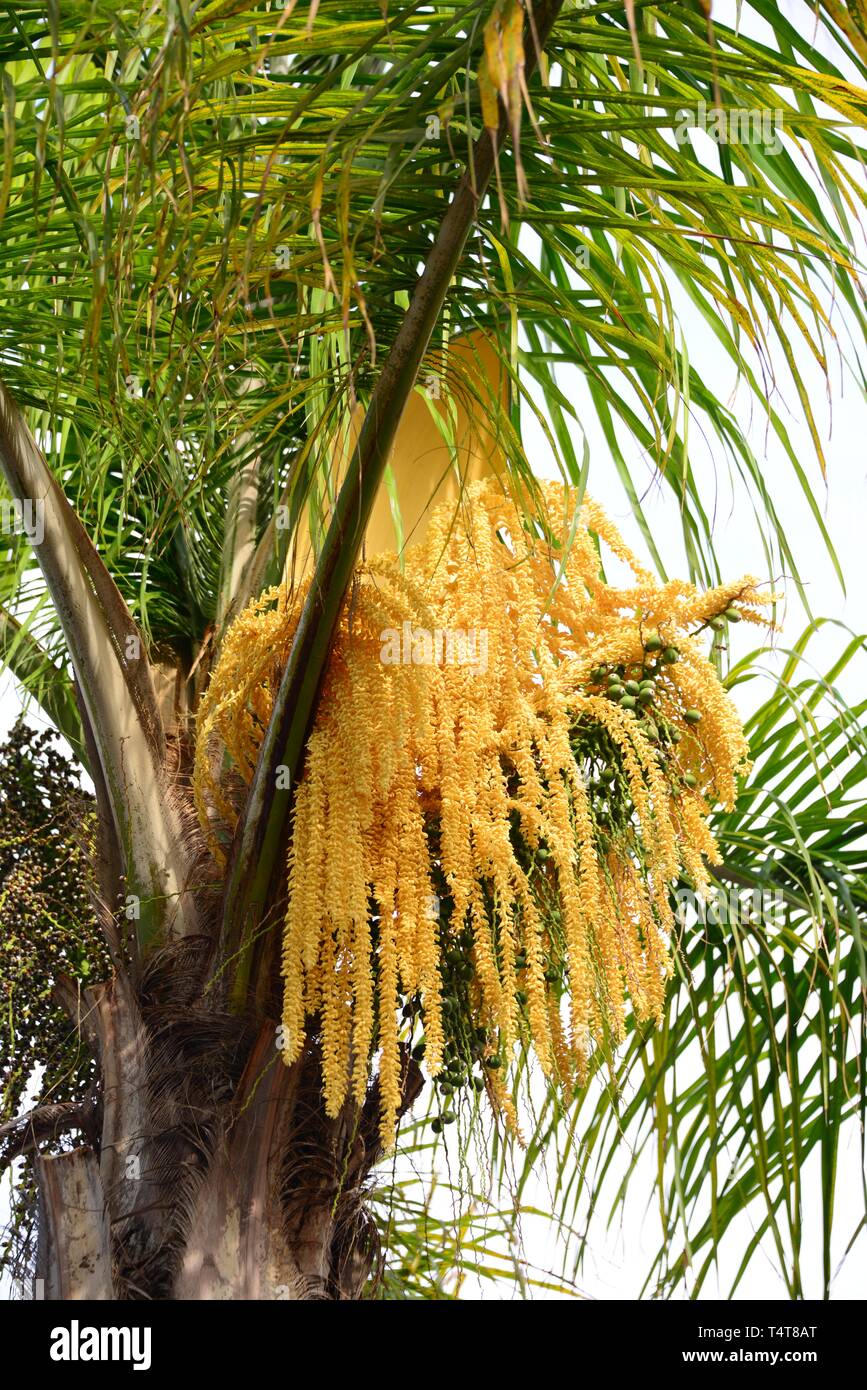Flowering Date Palm, Costa Blanca, Spain, Europe Stock Photo - Alamy