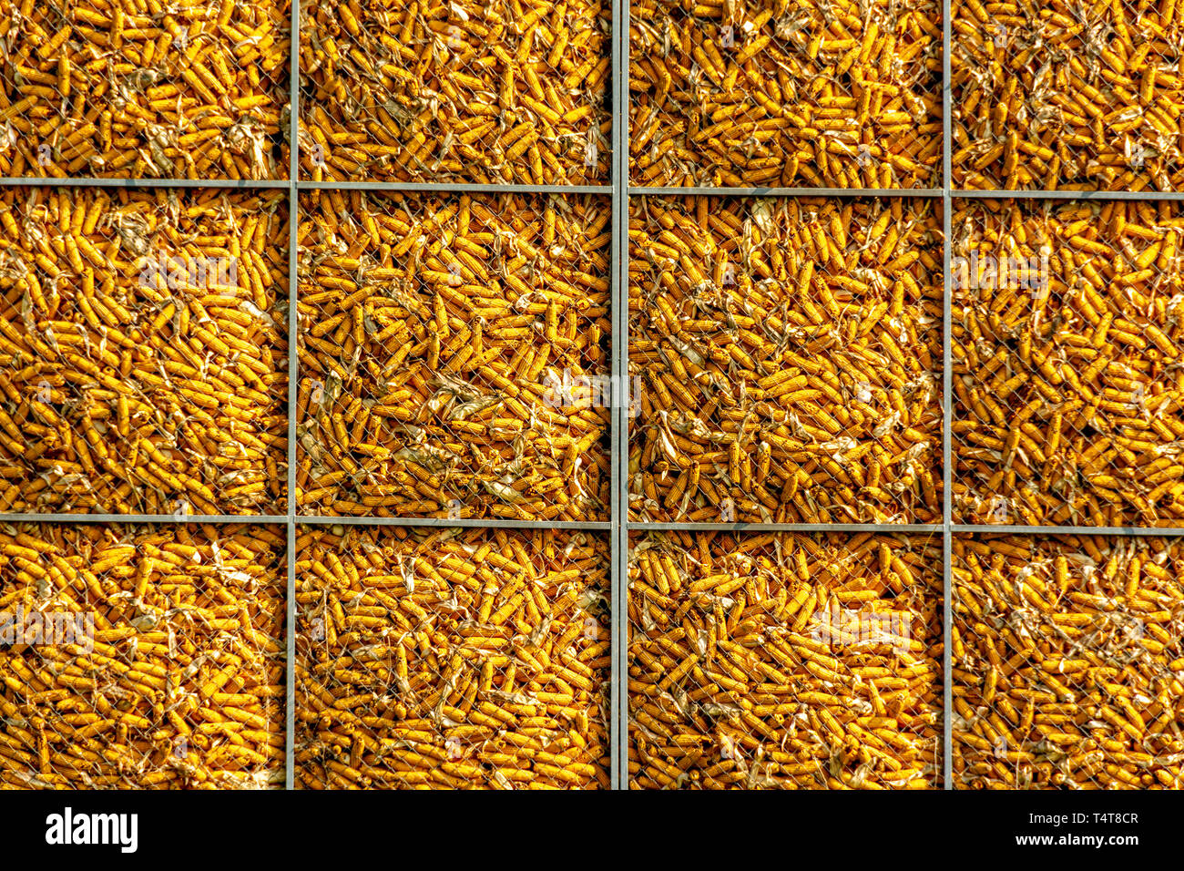 Corn Storage Structure in Agricultural Field Under Clear Blue Sky Stock ...