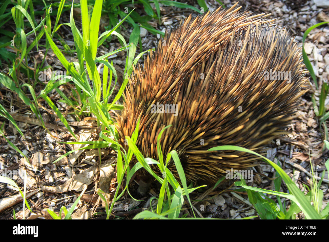 Echidnas, sometimes known as spiny anteaters, waking on grass and ...