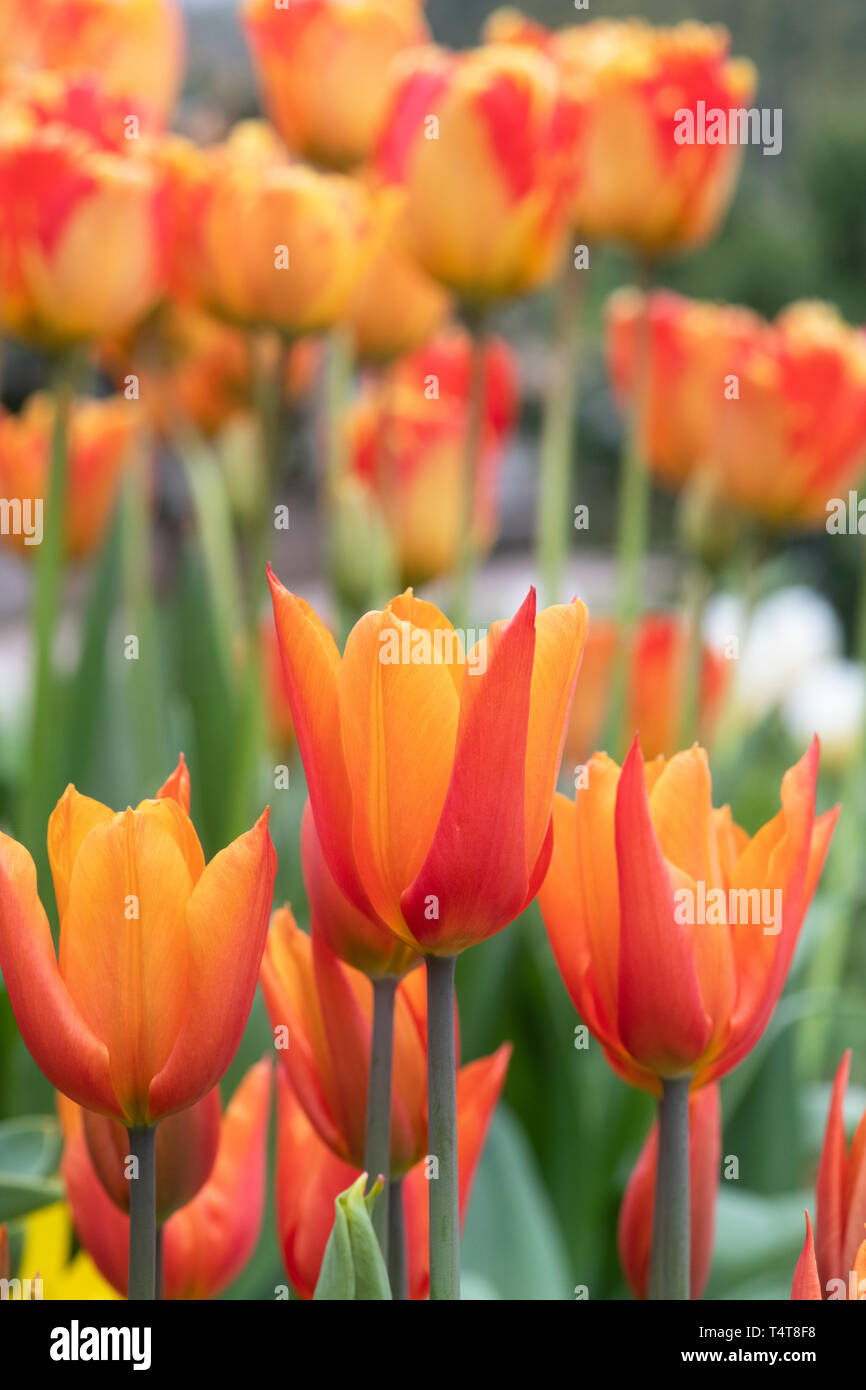 Tulipa 'Ballerina’. Lily flowered Tulip 'Ballerina’ flowers Stock Photo ...