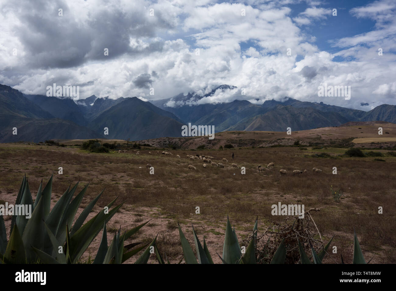 Shepherd with his sheep livestock in the mountain range near Cusco ...
