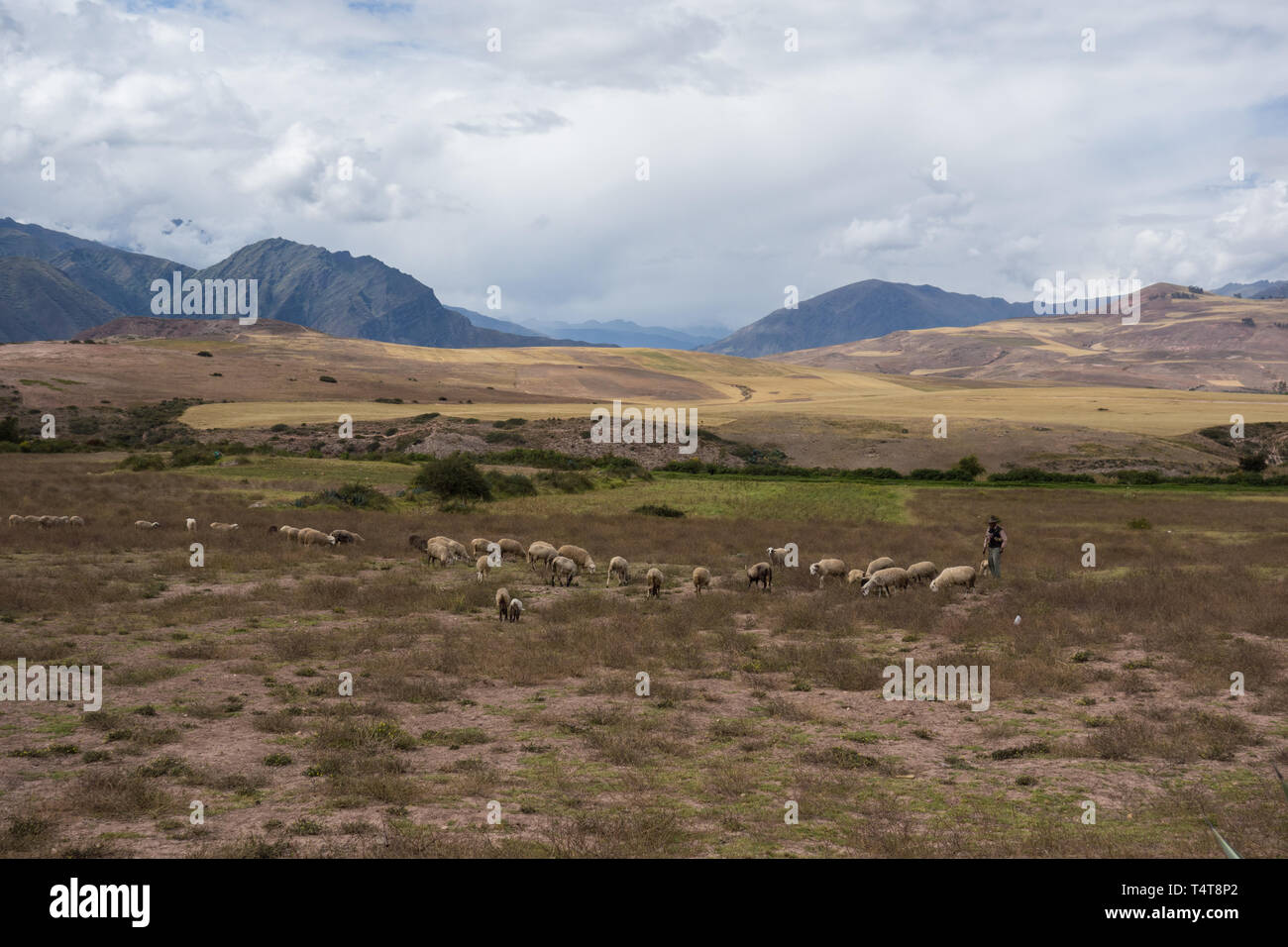 Shepherd with his sheep livestock in the mountain range near Cusco ...
