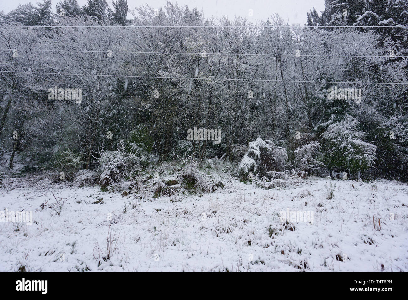 Snowy forest with snow on tree covered by snow white landscape in ...