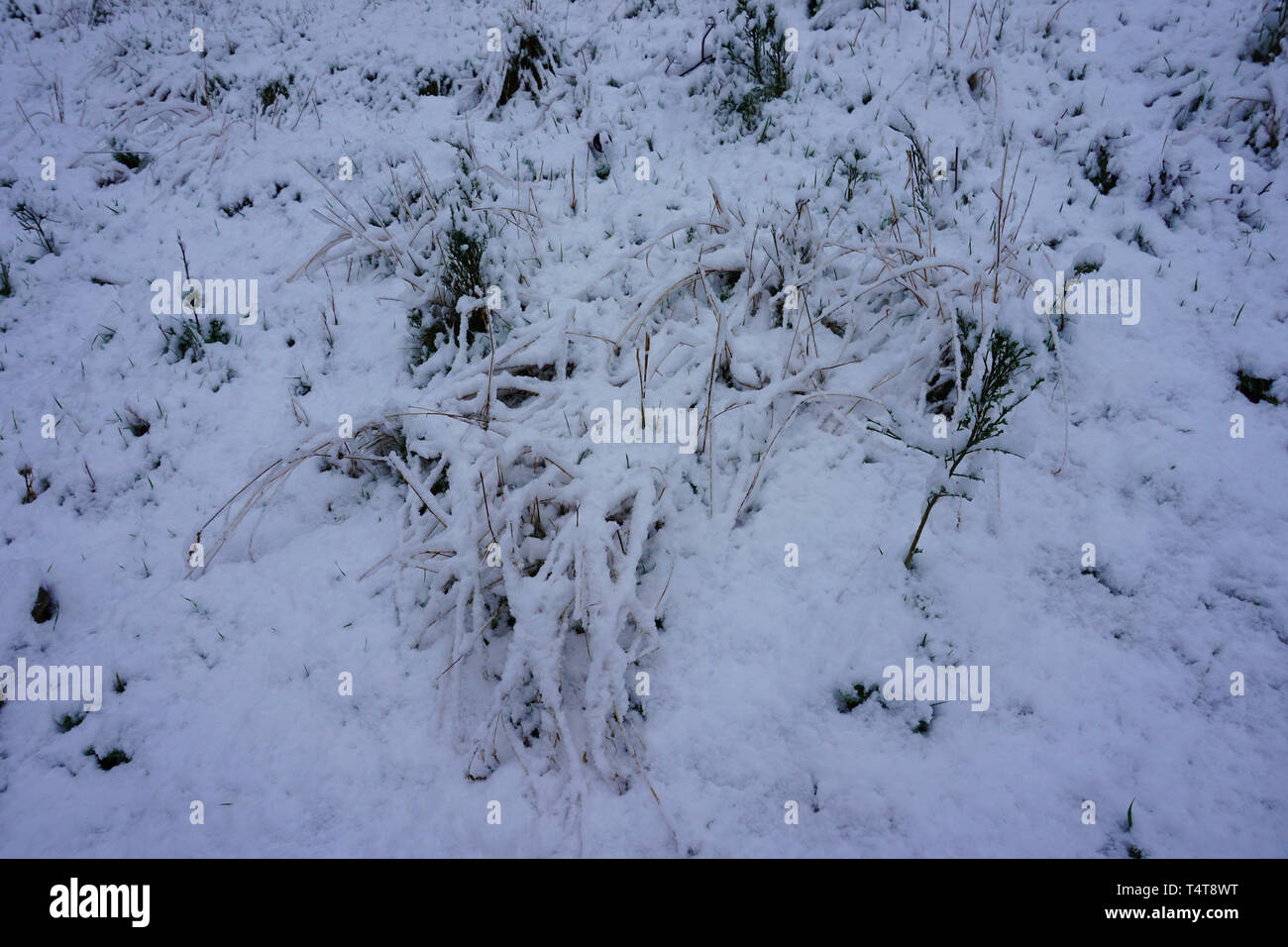Snowy forest with snow on tree covered by snow white landscape in ...