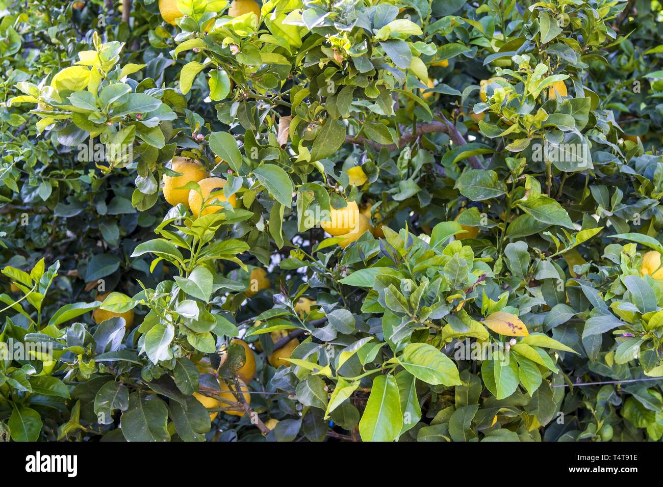 Trees and shrubs of corfu hi-res stock photography and images - Alamy