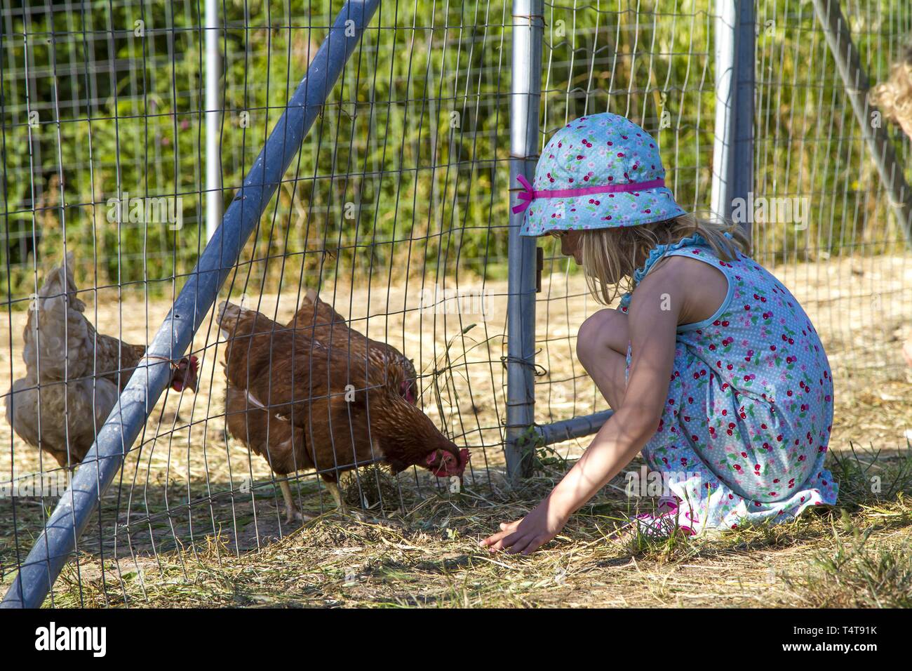 Infant (6) feeding chickens, Corfu, Greece, Europe Stock Photo - Alamy