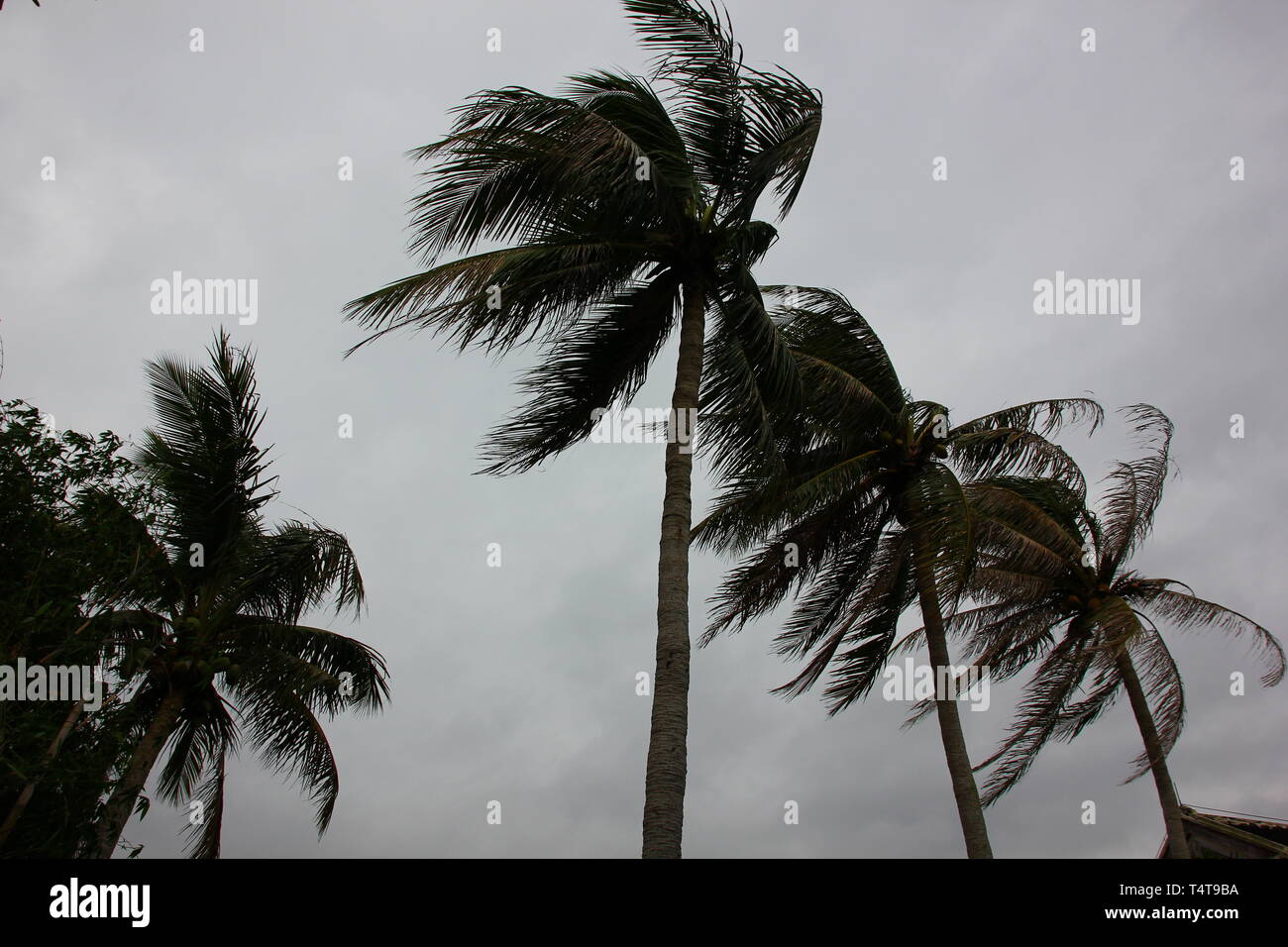 Coconut trees storm cyclone rain hi-res stock photography and images ...