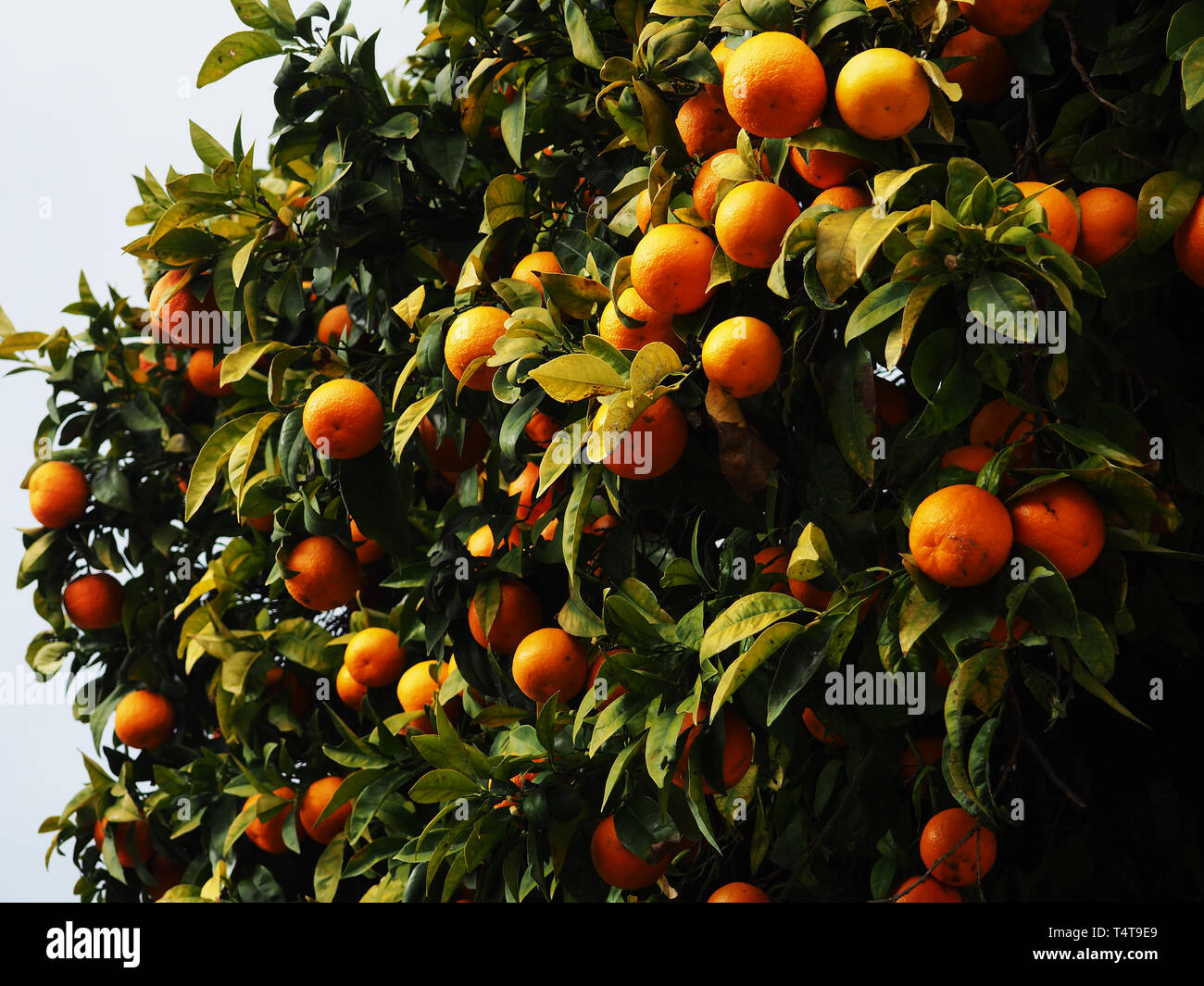 Tangerine tree in a botanical garden. Batumi, Georgia Stock Photo - Alamy