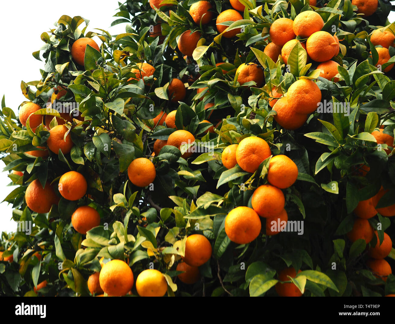 Tangerine tree in a botanical garden. Batumi, Georgia Stock Photo - Alamy