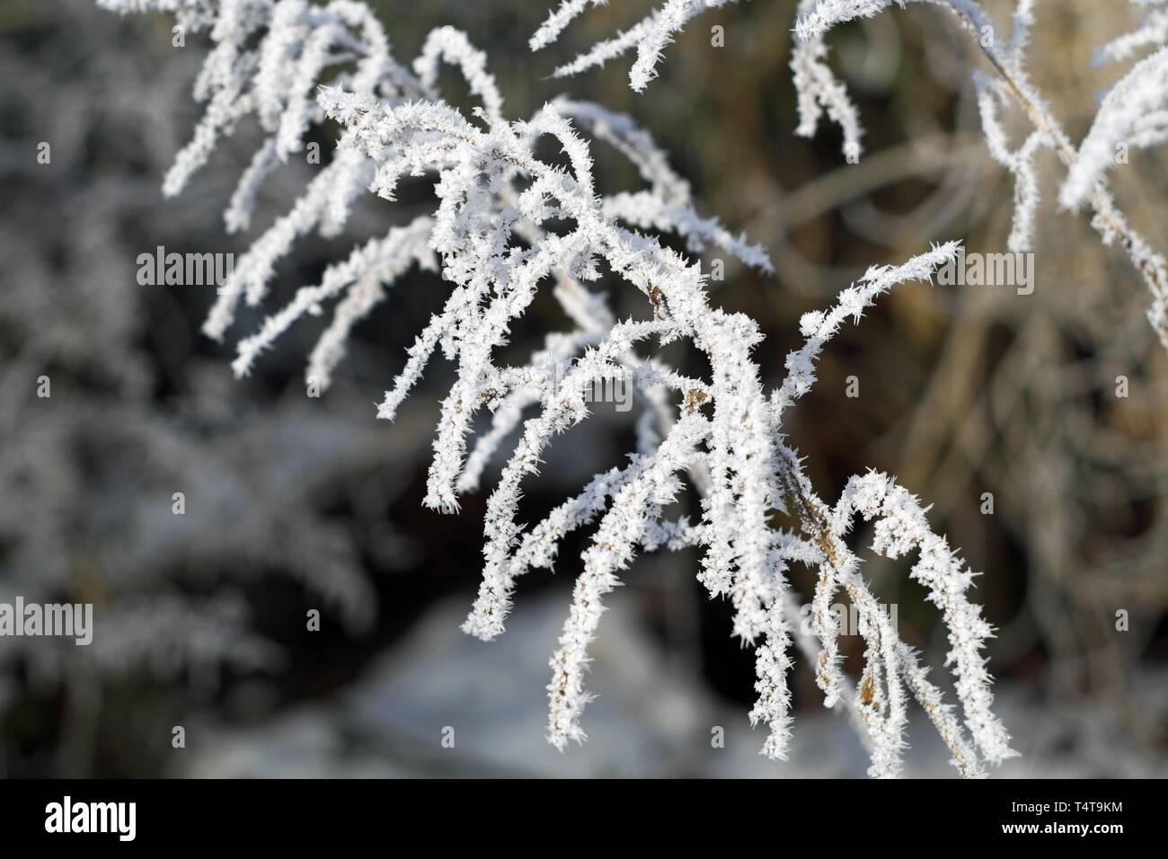 333dnmt8 hi-res stock photography and images - Alamy