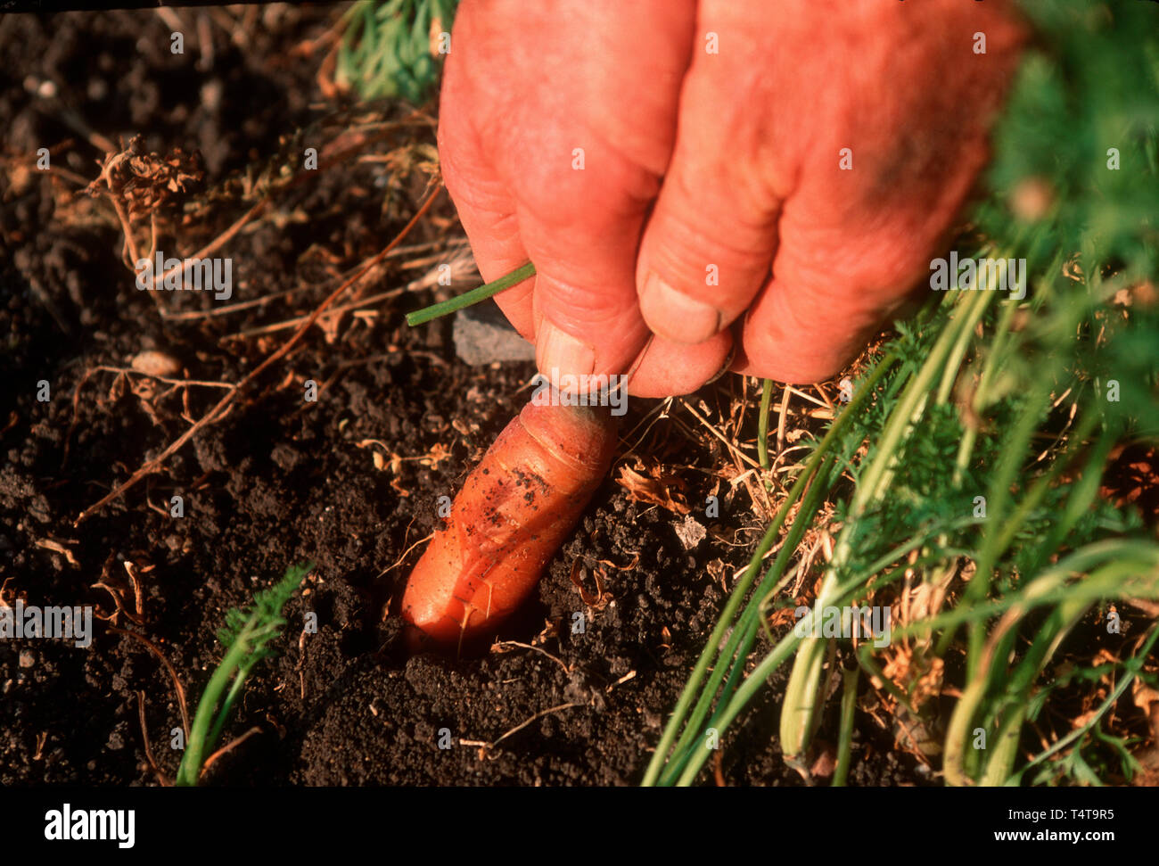 Harvesting senior gardener in hi-res stock photography and images - Alamy