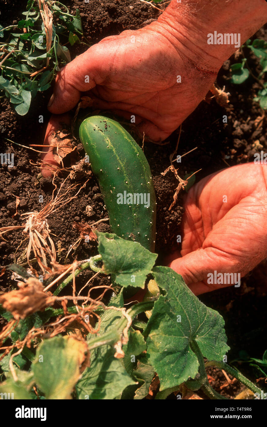 Man holding vegetables in garden hi-res stock photography and images ...