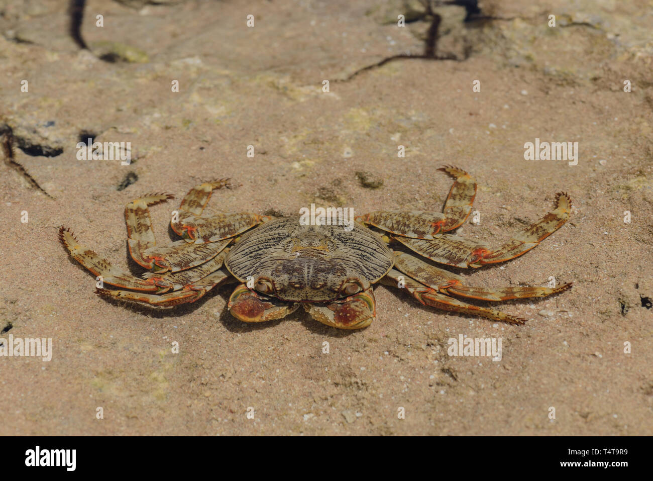 Red crab. Red sea. Egypt. close up. Top view Stock Photo - Alamy