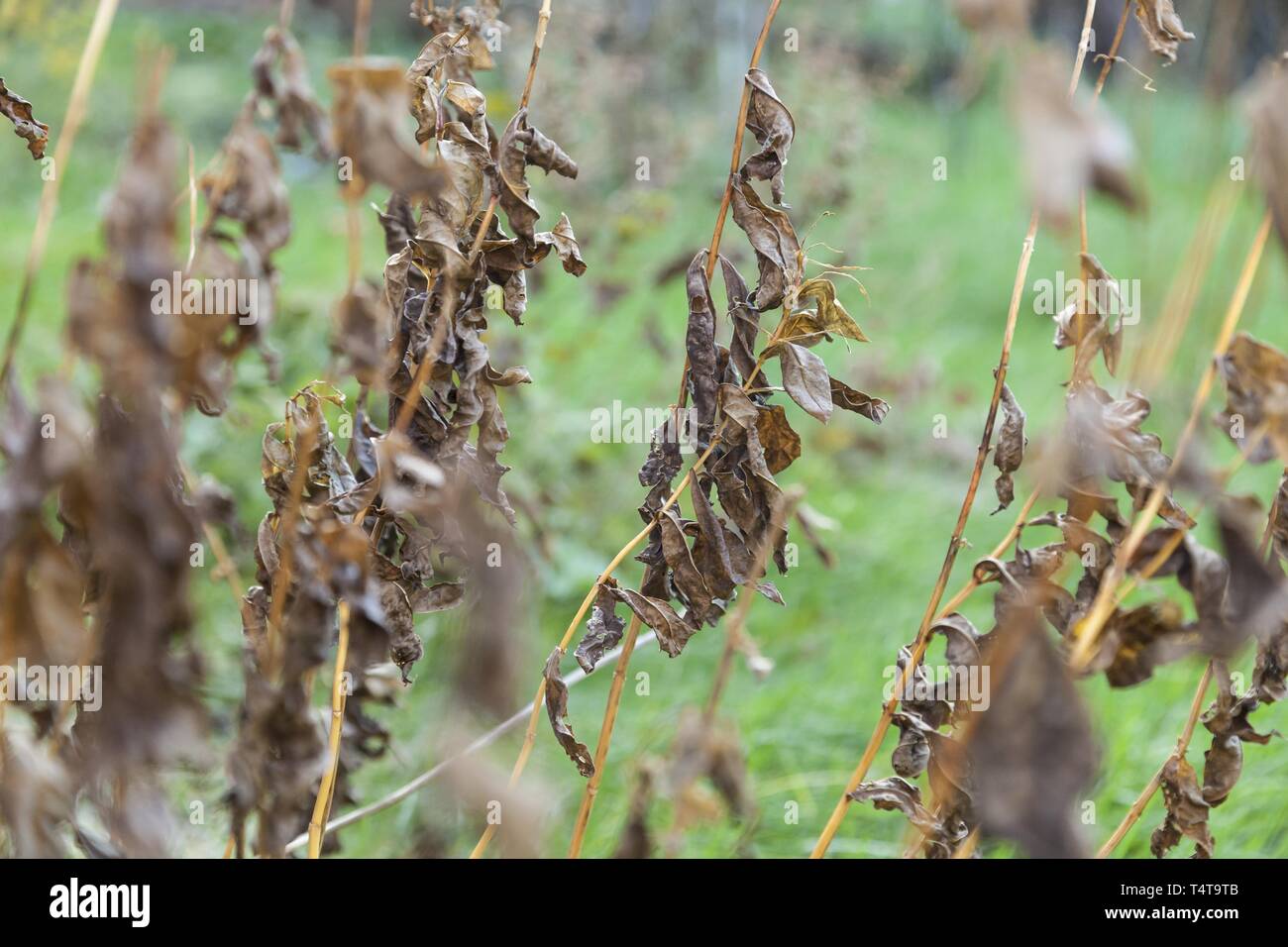 Desiccated plants hi-res stock photography and images - Alamy