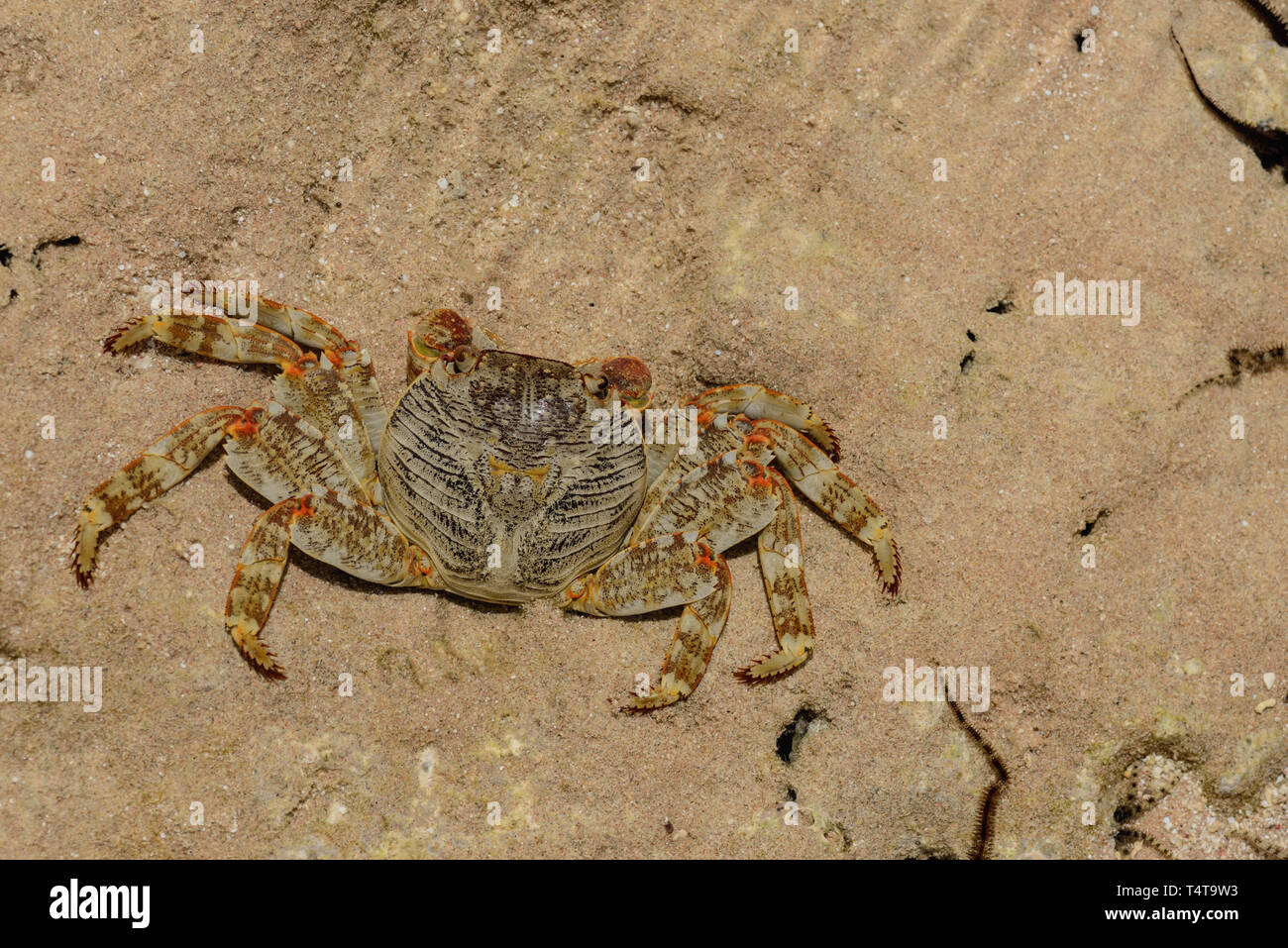 Red crab. Red sea. Egypt. close up. Top view Stock Photo - Alamy