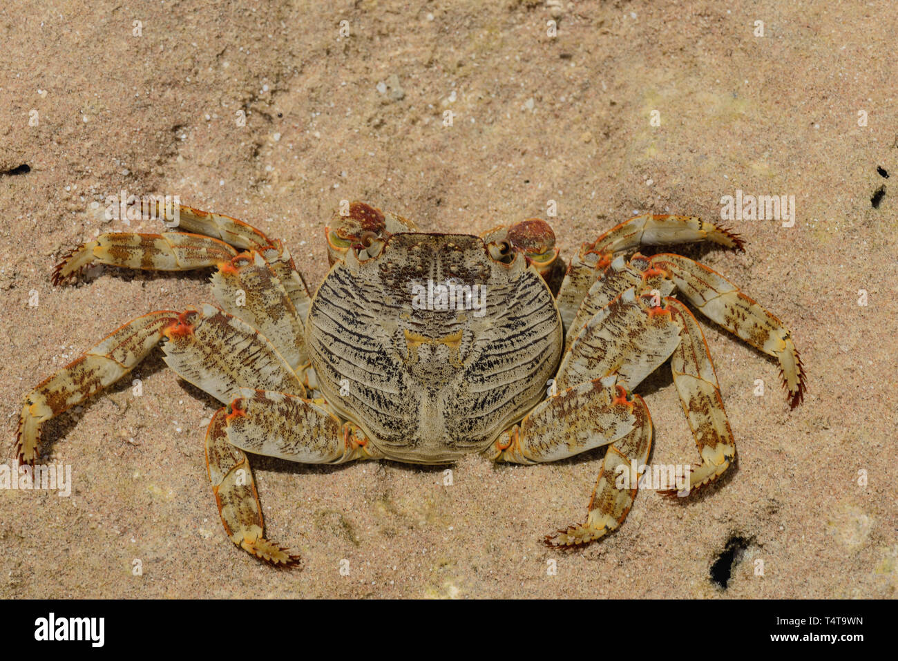 Red crab. Red sea. Egypt. close up. Top view Stock Photo - Alamy