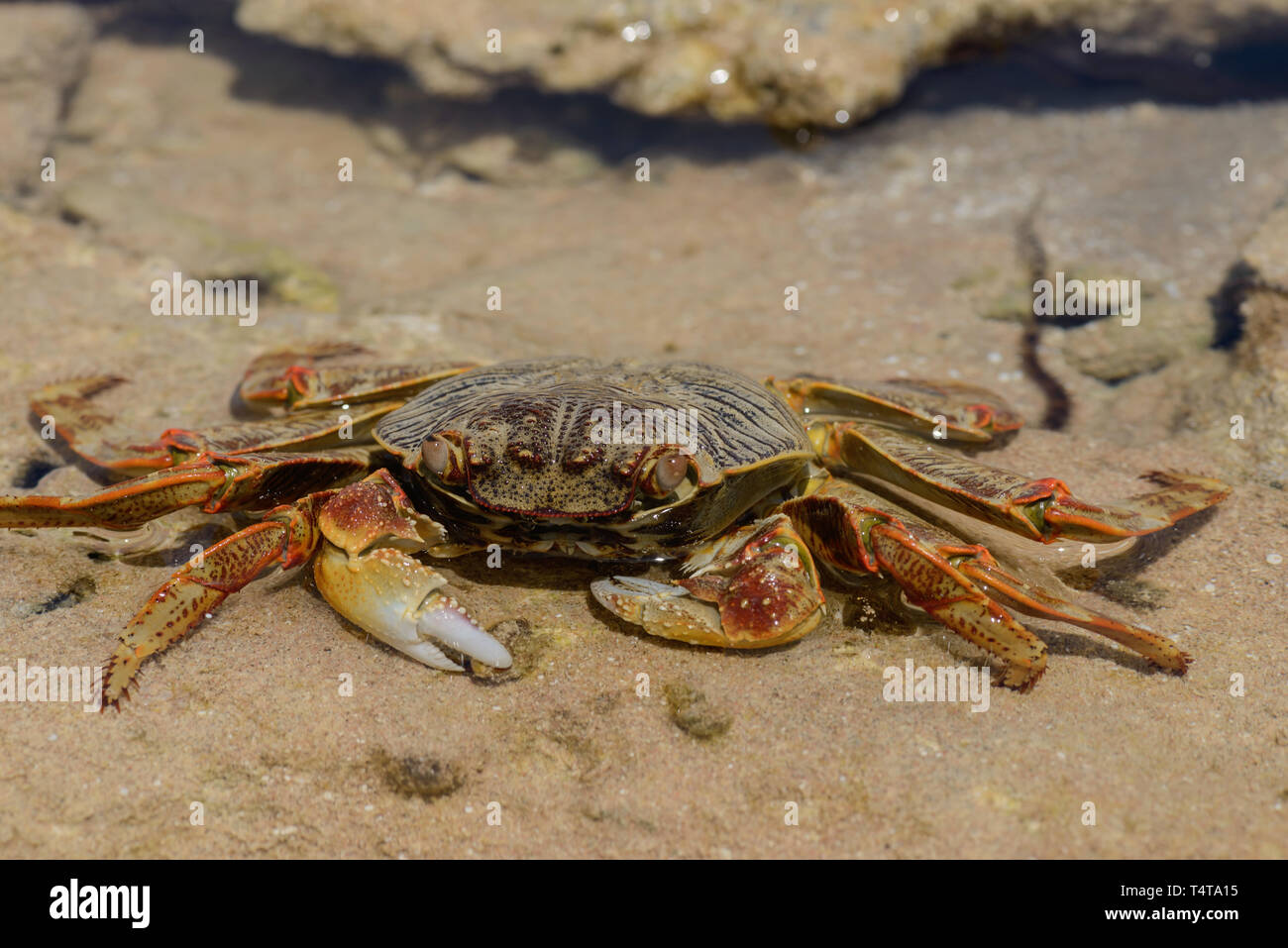 Red crab. Red sea. Egypt. close up. Top view Stock Photo - Alamy