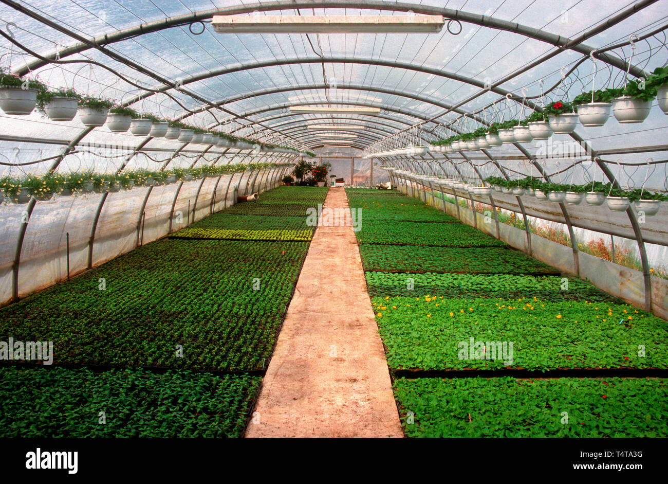 Green plants in house hi-res stock photography and images - Alamy