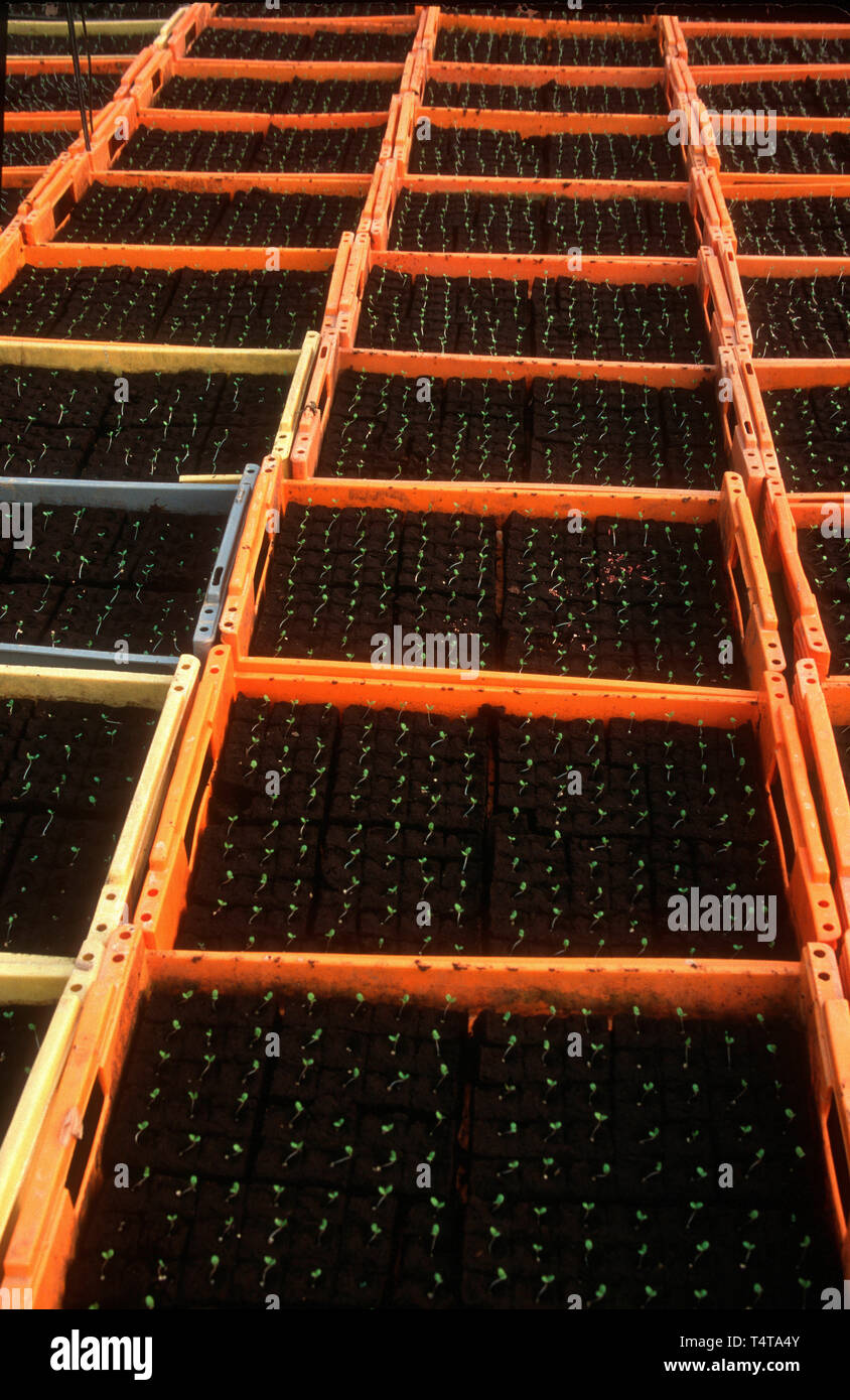 Growing plants in containers hi-res stock photography and images - Alamy